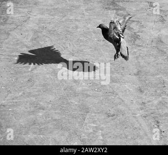 Pigeon in flight. Motion freeze Stock Photo - Alamy
