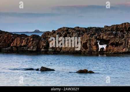 Stag painting at Harkness Rocks, Bamburgh beach, Northumberland, UK ...