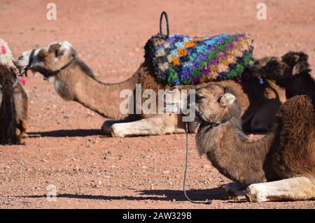 A tethered camel in the Moroccan Sahara Desert Stock Photo - Alamy