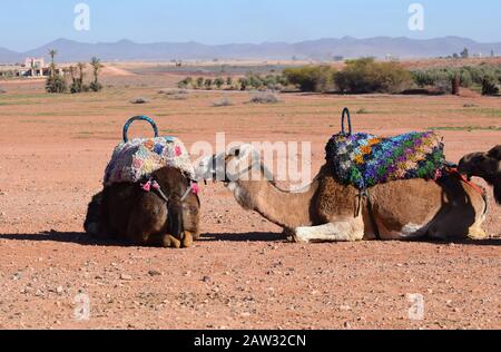 A tethered camel in the Moroccan Sahara Desert Stock Photo - Alamy