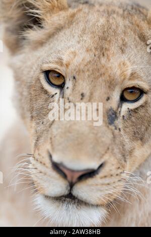 Cute portrait of young female lion cub , lake Nakuru national park ...