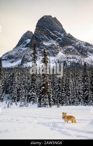 Dog in mountain, beautiful snowy winter landscape Stock Photo - Alamy