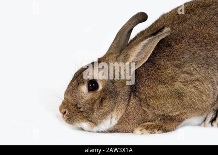 Normandy Domestic Rabbit, Adult standing against White Background Stock ...