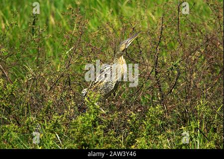 Pinnated Bittern (Botaurus pinnatus) adult, walking amongst Stock Photo ...