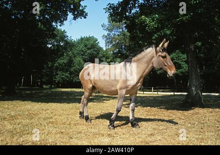 MULE, CROSSBREED OF A MALE DONKEY AND A FEMALE HORSE Stock Photo - Alamy