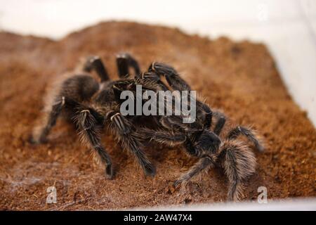 A number tarantulas from several species are seen in Lampung, Indonesia ...