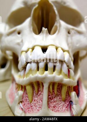 Training model skulls for dentists Stock Photo - Alamy