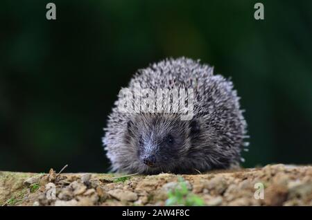 hedgehog hedgehogs insectivore insectivores mammal mammals animal ...