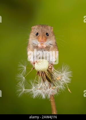 Harvest Mouse on top of a dandelion Stock Photo - Alamy