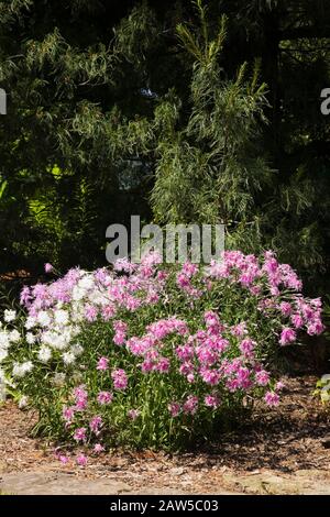 Spring bouquet of brightly colored carnations in full bloom Stock Photo ...