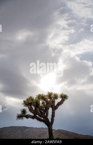 A Joshua Tree under the sunlight in California, USA Stock Photo - Alamy