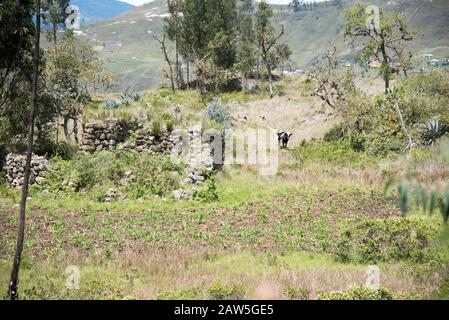 Inca carved stone walls at the military fort of Sacsayhuaman ruins in ...