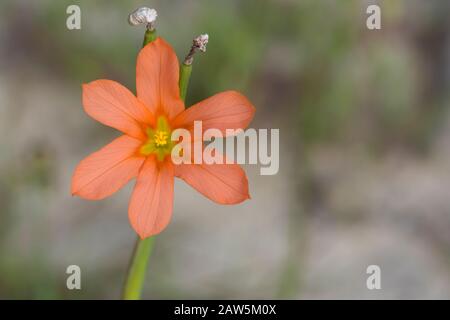 Moraea Faccida, an orange and yellow flower commonly known as One-leaf ...