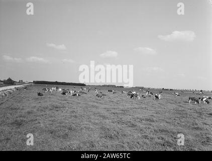 mining, cattle in the pasture, general images, turf pitch reportage ...