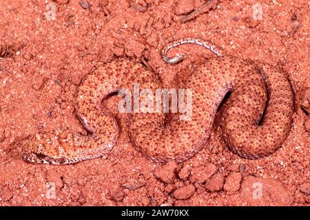 Desert Death Adder (Acanthophis pyrrhus) venomous snake uses tail to ...