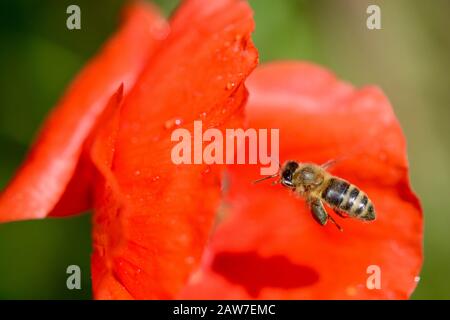 Honey bee on poppy Stock Photo - Alamy