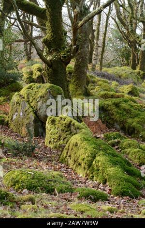 Coed Ty Canol national nature reserve, Preselli Pembrokeshire Wales ...