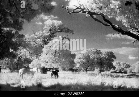 Horses on Warsash Common, Hampshire, England, UK: black and white infra ...