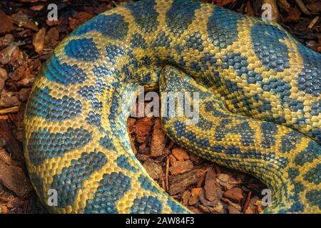 yellow anaconda, Eunectes notaeus, single snake moving on leaf litter ...