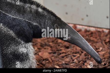 giant anteater (Myrmecophaga tridactyla), female anteater carrying ...