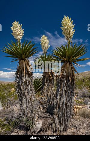Blooming giant dagger yuccas in Dagger Flat area, Chihuahuan Desert ...