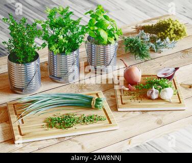 3D rendering of a green sage plant isolated on white background Stock ...