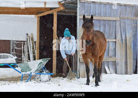 Woman mucking out in a stable yard. Stable girl collecting horse manure ...