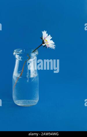 daisy flower in jar Stock Photo - Alamy