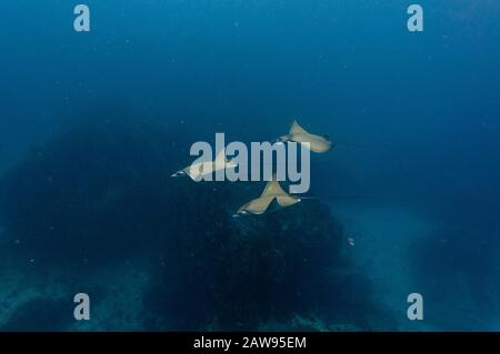 Mobula hypostoma (Lesser devil ray) with blue background. Underwater ...