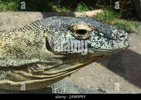Komodo-Waran, Komodo Waran, Komodowaran (Varanus komodoensis), zwei ...