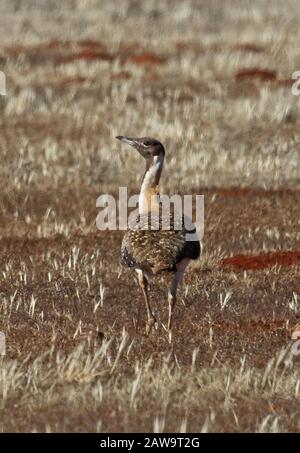 Ludwig's Bustard (Neotis ludwigii) adult male walking on dry grassland ...