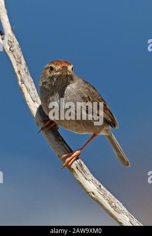 Neddicky (Cisticola fulvicapilla) adult perched on twig singing ...