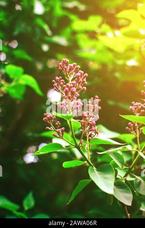 Branch of sirens on a tree in the garden, park in the sun. Beautiful ...