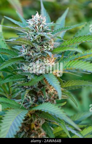 Medical cannabis plants in greenhouse THC CBD Stock Photo - Alamy