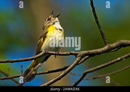 First year American redstart singing Stock Photo - Alamy