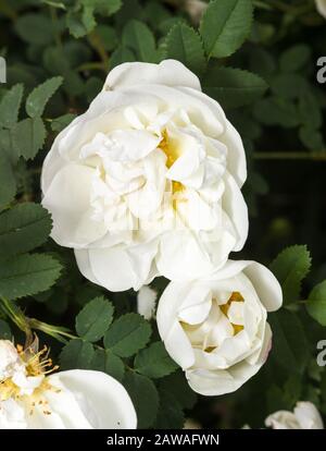 Rosa spinosissima double white Stock Photo - Alamy