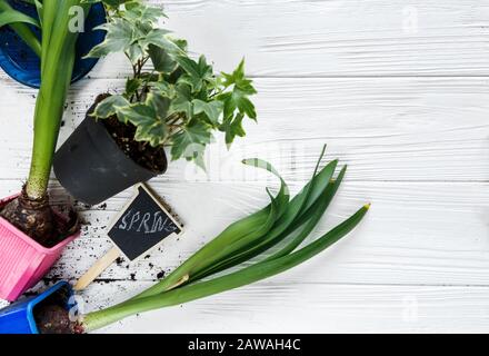 Young plants in pots, shovel, gloves for pottering on white wooden ...
