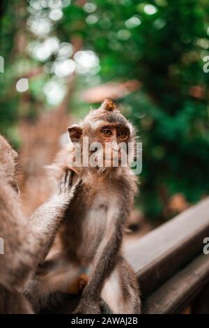 Two young monkeys grooming each other Stock Photo - Alamy