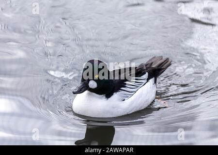 Duck. Male common goldeneye . Medium-sized duck from northern Canada ...