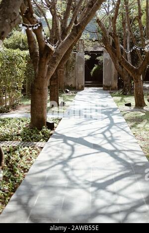 branch tree shadow on walkway pathway in garden park Stock Photo - Alamy