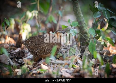 Green-legged partridge, Scaly-breasted partridge Stock Photo - Alamy