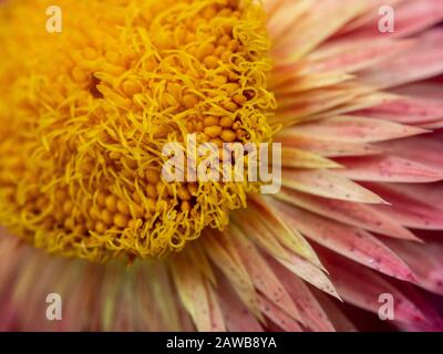 Daisy backwards flower Stock Photo - Alamy