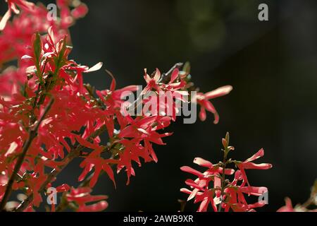 Flowering forsythia bush unusual red color on a sunny spring day close ...