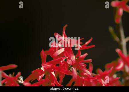 Flowering forsythia bush unusual red color on a sunny spring day close ...