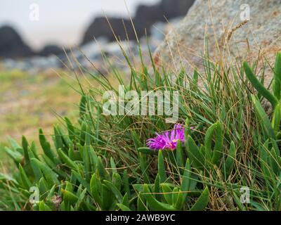 Pigface or Angular Pigface (Carpobrotus glaucescens) flowers shore of ...