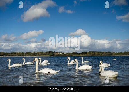 Graceful white swan swim in the pond in city park. The mute swan ...