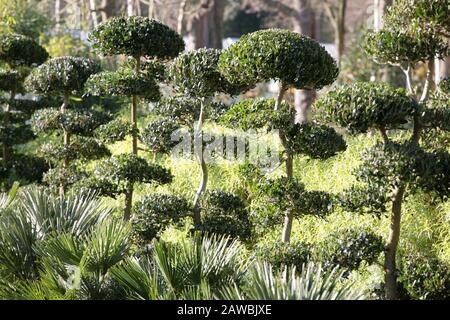 Cloud Tree, Ilex Crenata, Japanese Holly Topiary. This is Japanese ...