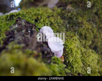 a collection of photos showing the detail world of nature Stock Photo ...