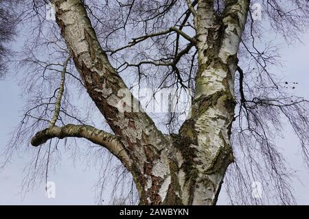 Bark damage to Silver Birch tree (Betula pendula) caused by Grey ...