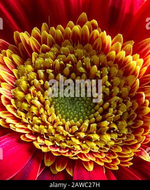 A beautiful blooming gerbera daisy flower Stock Photo - Alamy